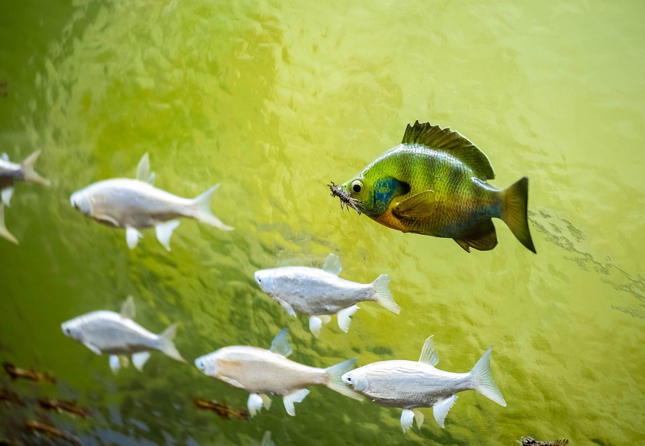 200+ Free Diorama Ordres & Diorama Images - Pixabay