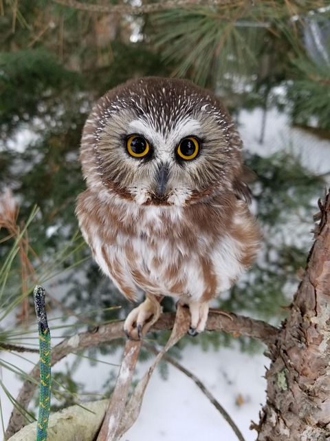 Northern Saw Whet Owl Bird - Free photo on Pixabay
