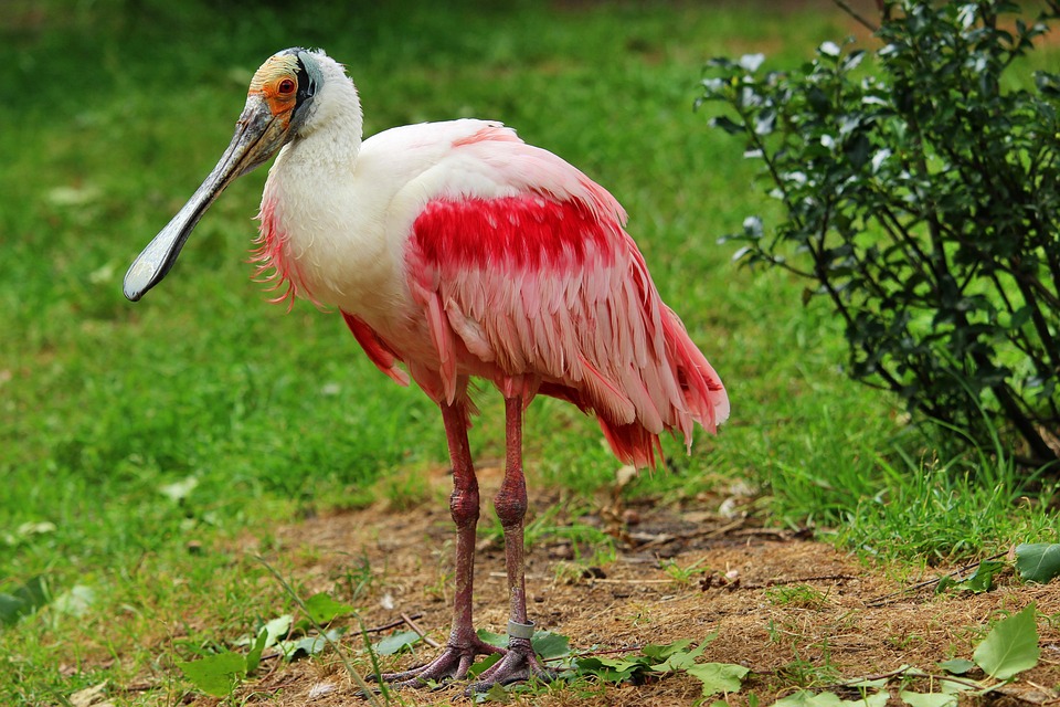 Espátula Rosada Pájaro - Foto gratis en Pixabay