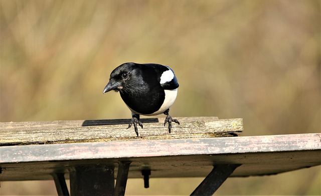 Elster Natur Vogel - Kostenloses Foto auf Pixabay