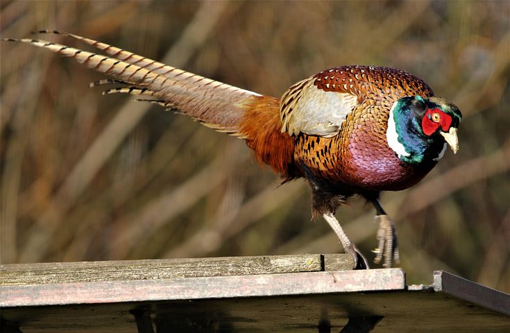 Plus de 400 images de Faisan et de Oiseau - Pixabay