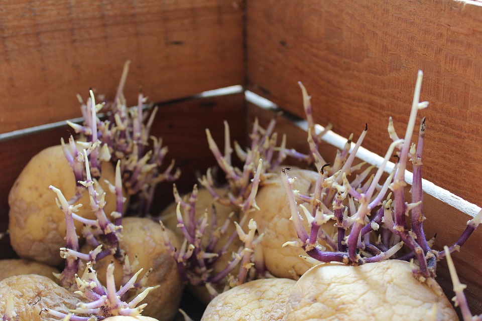 Potato Nature Food - Free photo on Pixabay - Pixabay