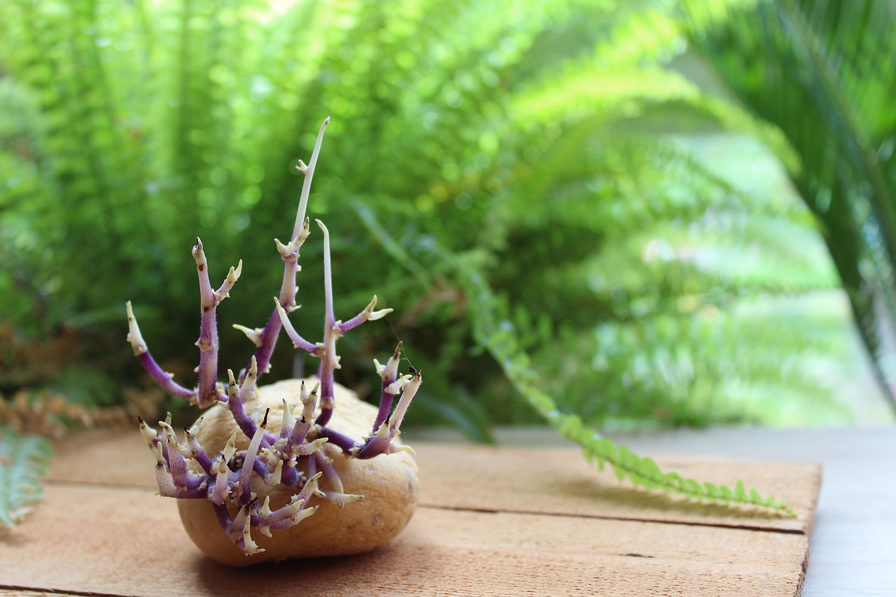 Potato Nature Food - Free photo on Pixabay - Pixabay