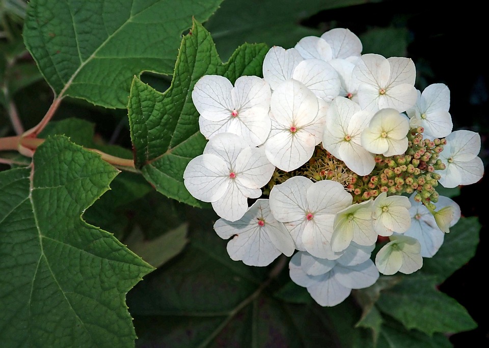 Hydrangea Putih Bunga - Foto gratis di Pixabay - Pixabay