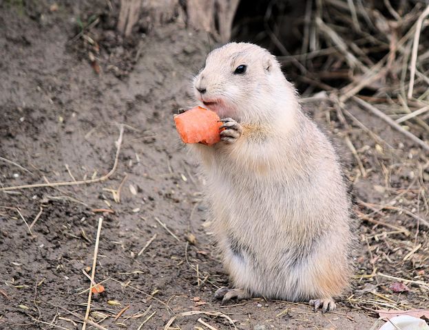 100+ Free Gopher & Animal Images
