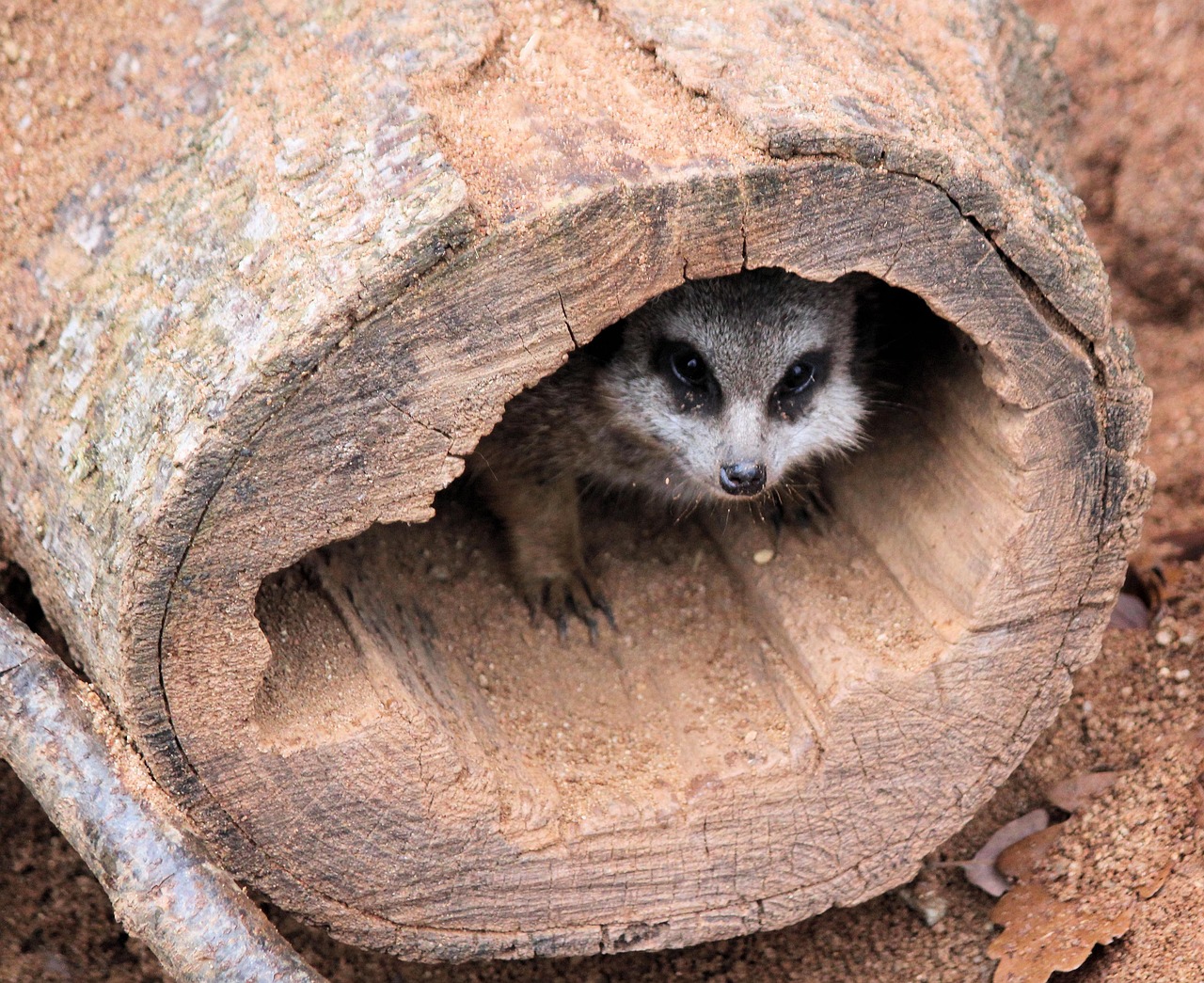 Meerkat Stash Nora - Free photo on Pixabay - Pixabay