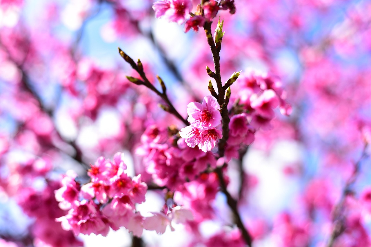Plant Flower Cherry - Free photo on Pixabay