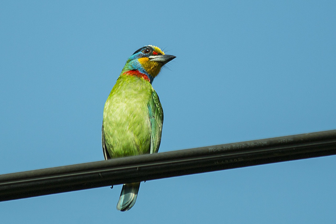 30,000+ Free Five Birds & Nature Images - Pixabay