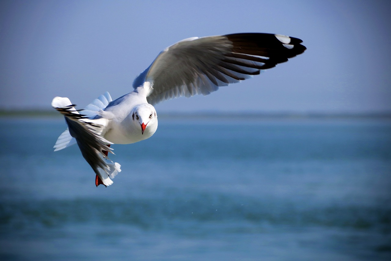 9,000+ Free Seagull & Nature Photos - Pixabay