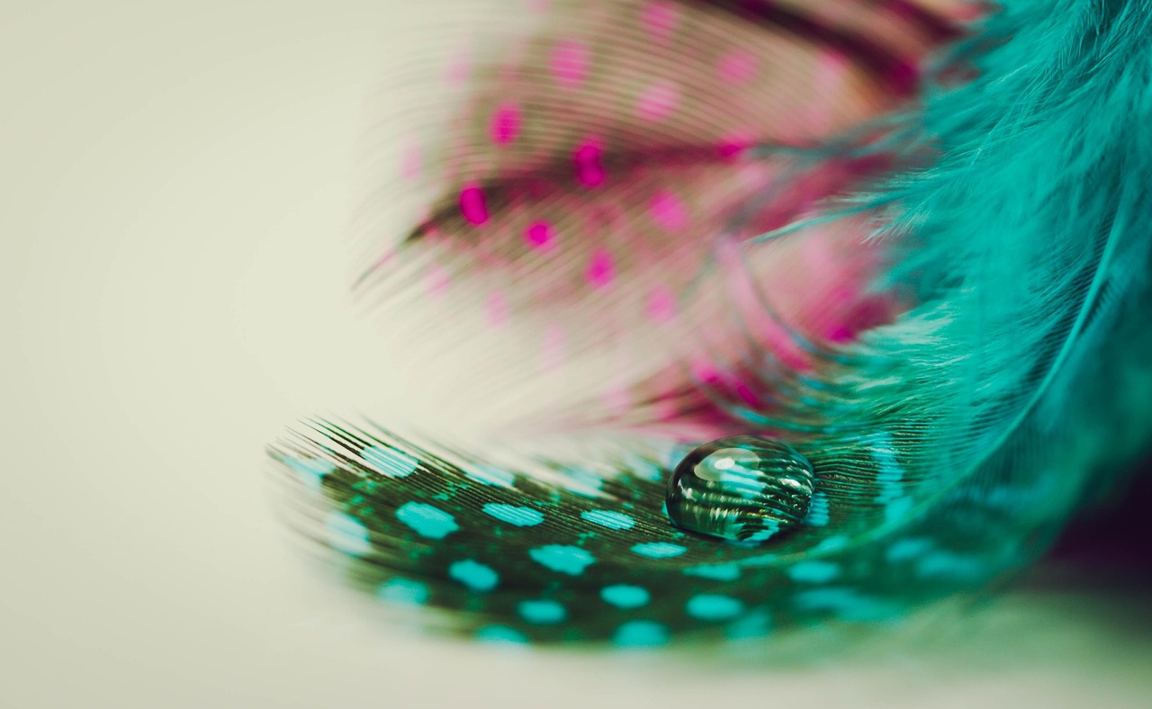 Bird Feather Lightweight Plume - Free photo on Pixabay