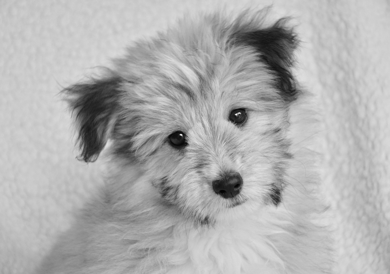 Dog Puppy Little - Free photo on Pixabay - Pixabay