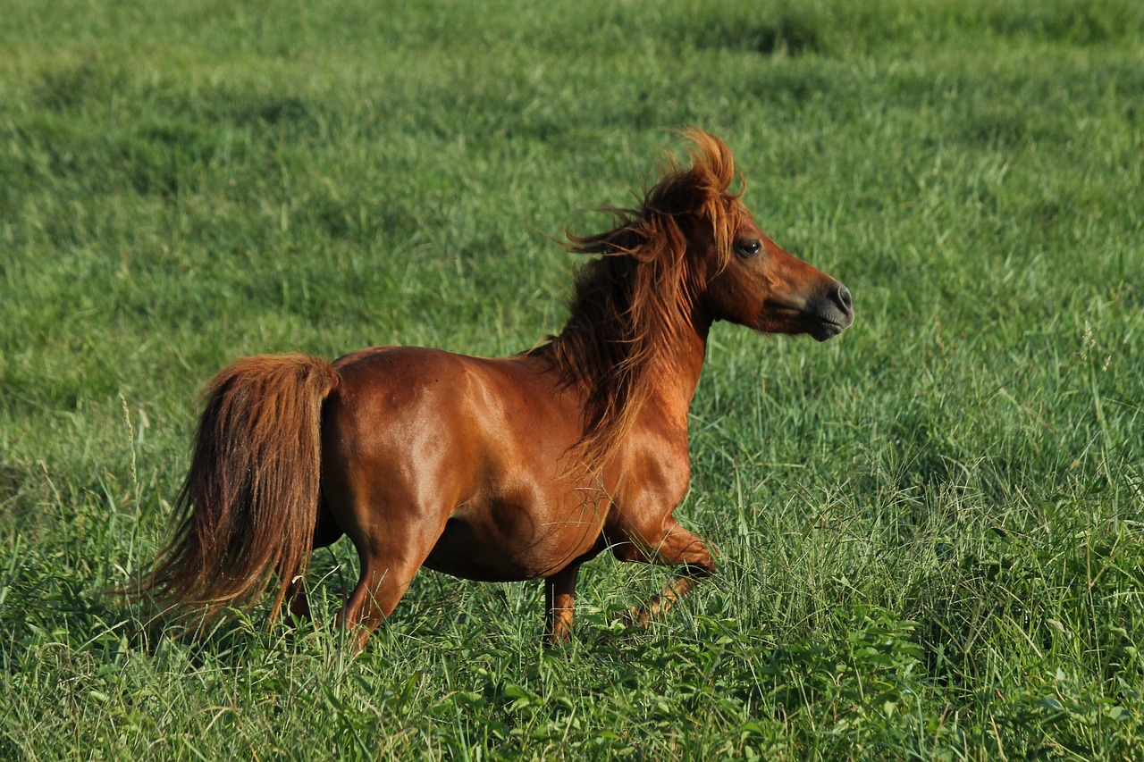 10,000+ Free Miniature Horse & Horse Photos - Pixabay