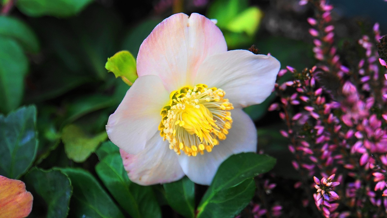 Christmas Rose Blossom Bloom - Free photo on Pixabay - Pixabay