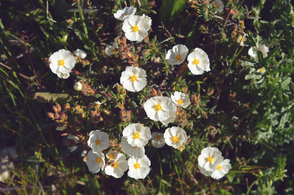 Bunga-Bunga Flora Alam - Foto gratis di Pixabay - Pixabay