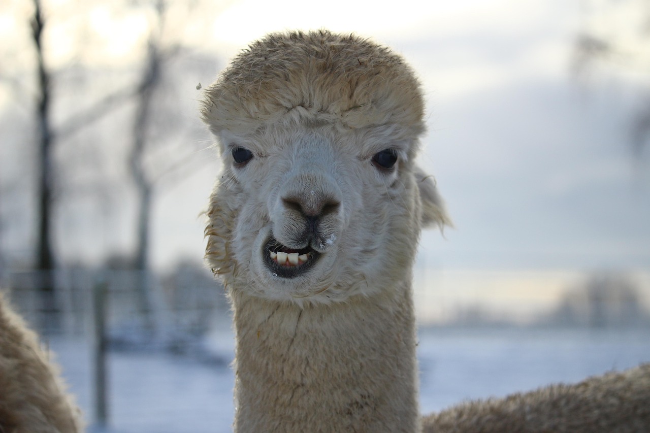 Alpaca Animal - Free photo on Pixabay - Pixabay