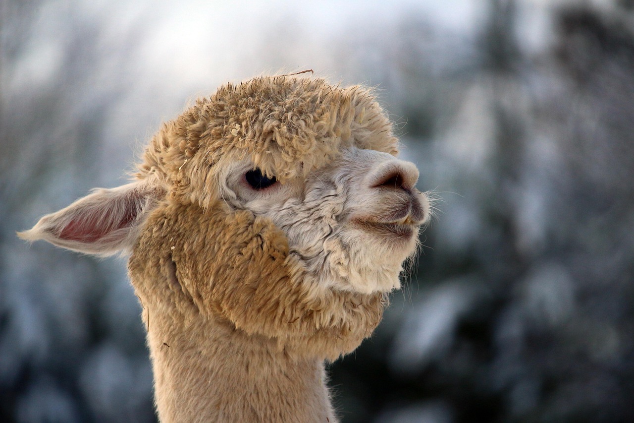 Alpaca Lana Animal - Foto gratis en Pixabay - Pixabay