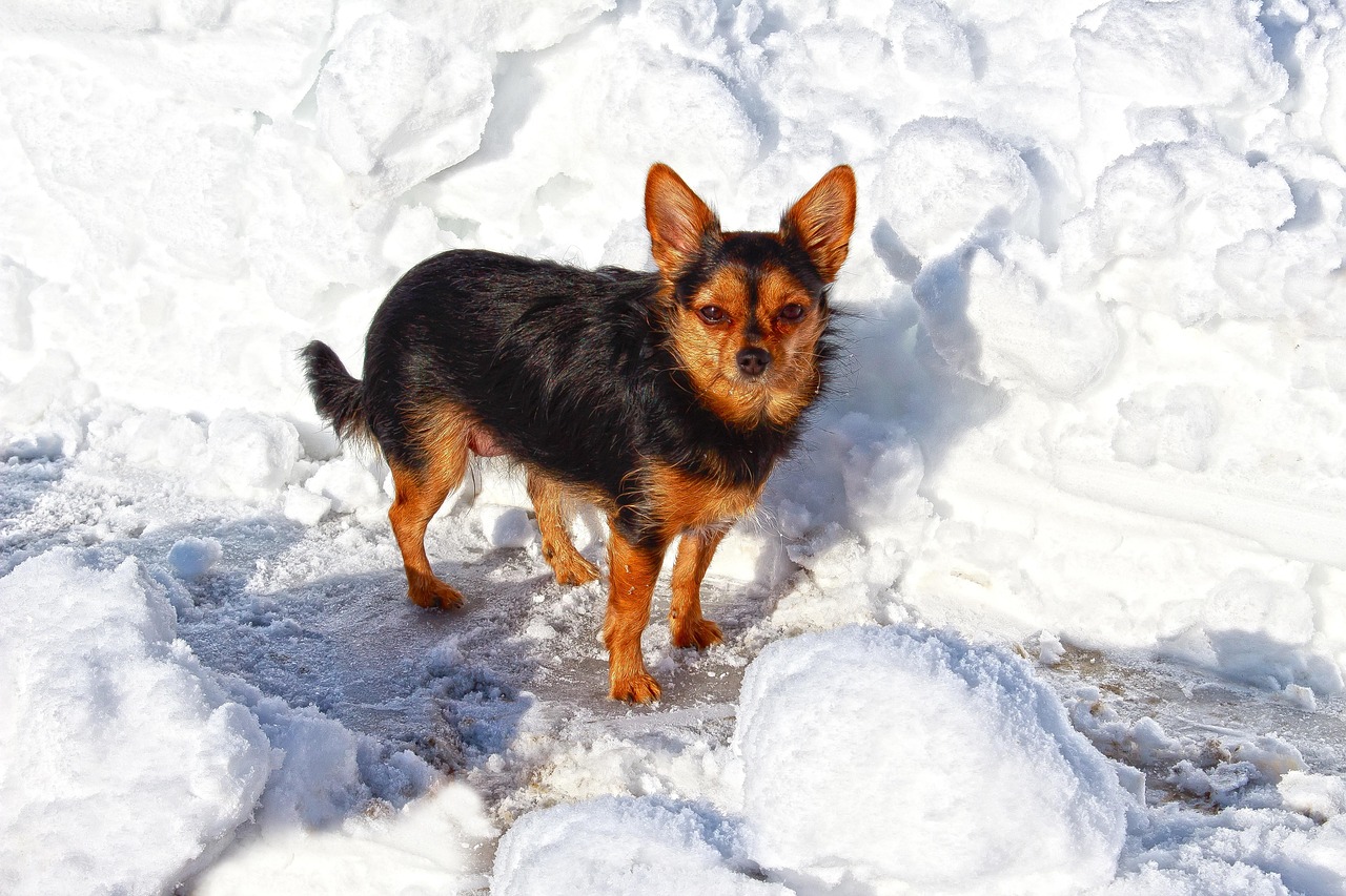 Chien Hiver Neige Du - Photo gratuite sur Pixabay - Pixabay