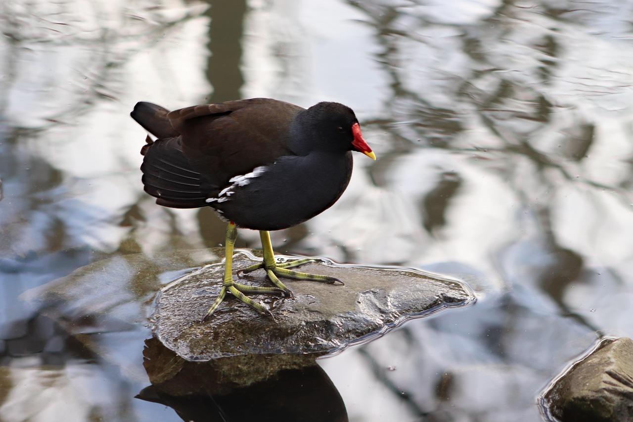 Grünfüßiges Pond Chicken Moorhen - Free photo on Pixabay