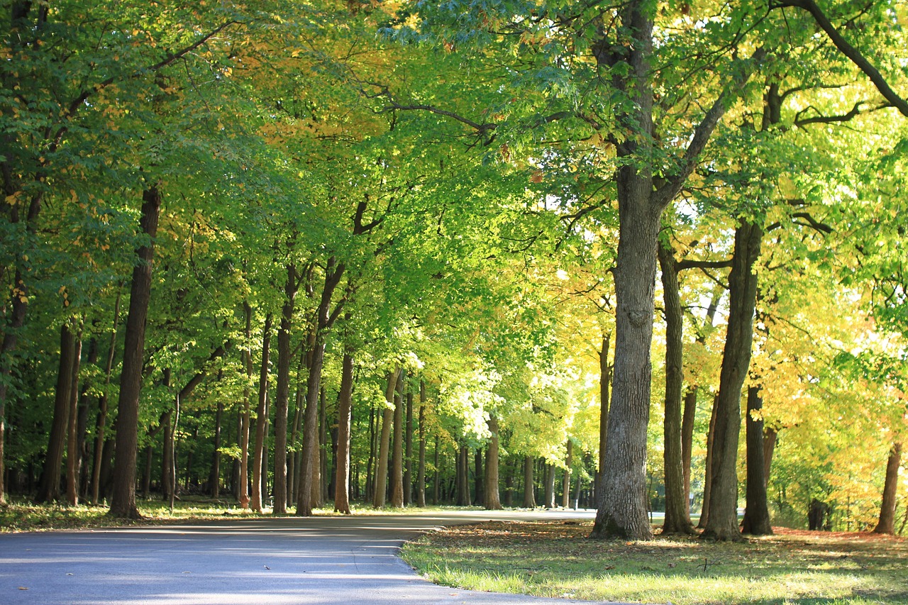 Baum Wald Landschaft - Kostenloses Foto auf Pixabay - Pixabay