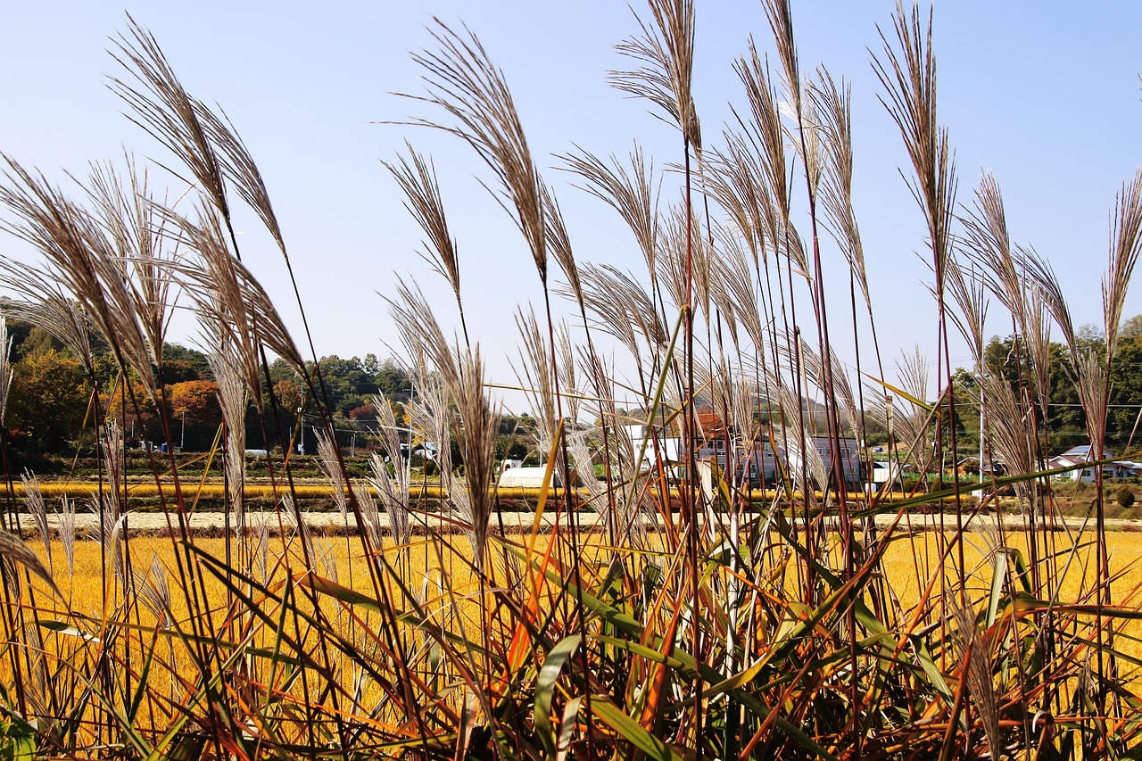 Korea Farm 벼 Rice - Pixabay의 무료 사진 - Pixabay