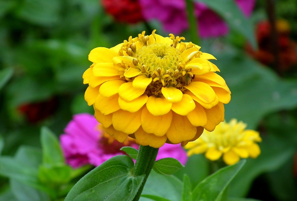 Zinnia Fiore Giallo - Foto gratis su Pixabay