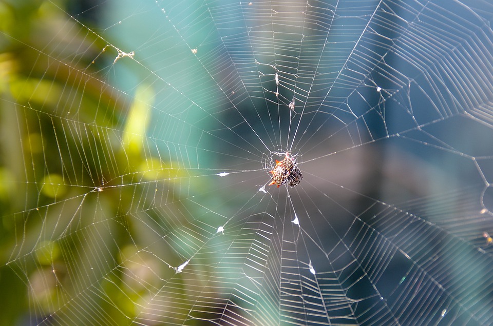 Spider Network Nature - Free photo on Pixabay - Pixabay