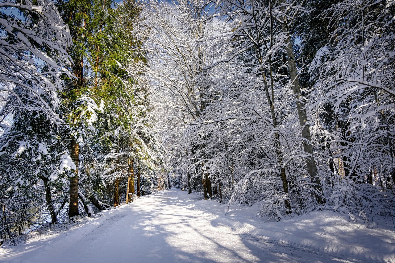 Invierno Nieve Naturaleza - Foto gratis en Pixabay - Pixabay