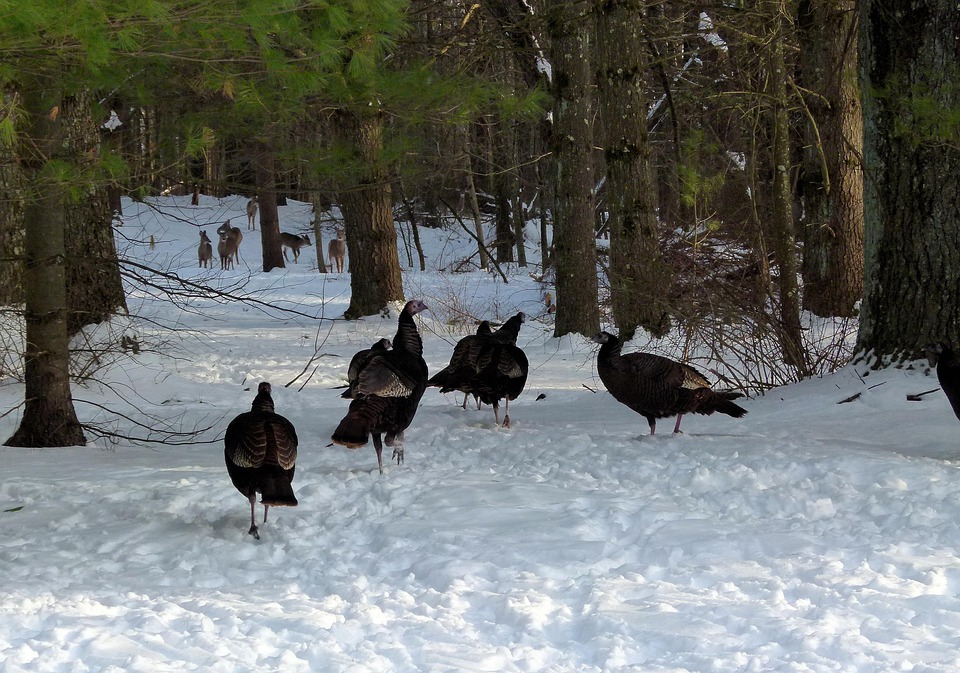 Wild Turkeys Deer - Free photo on Pixabay