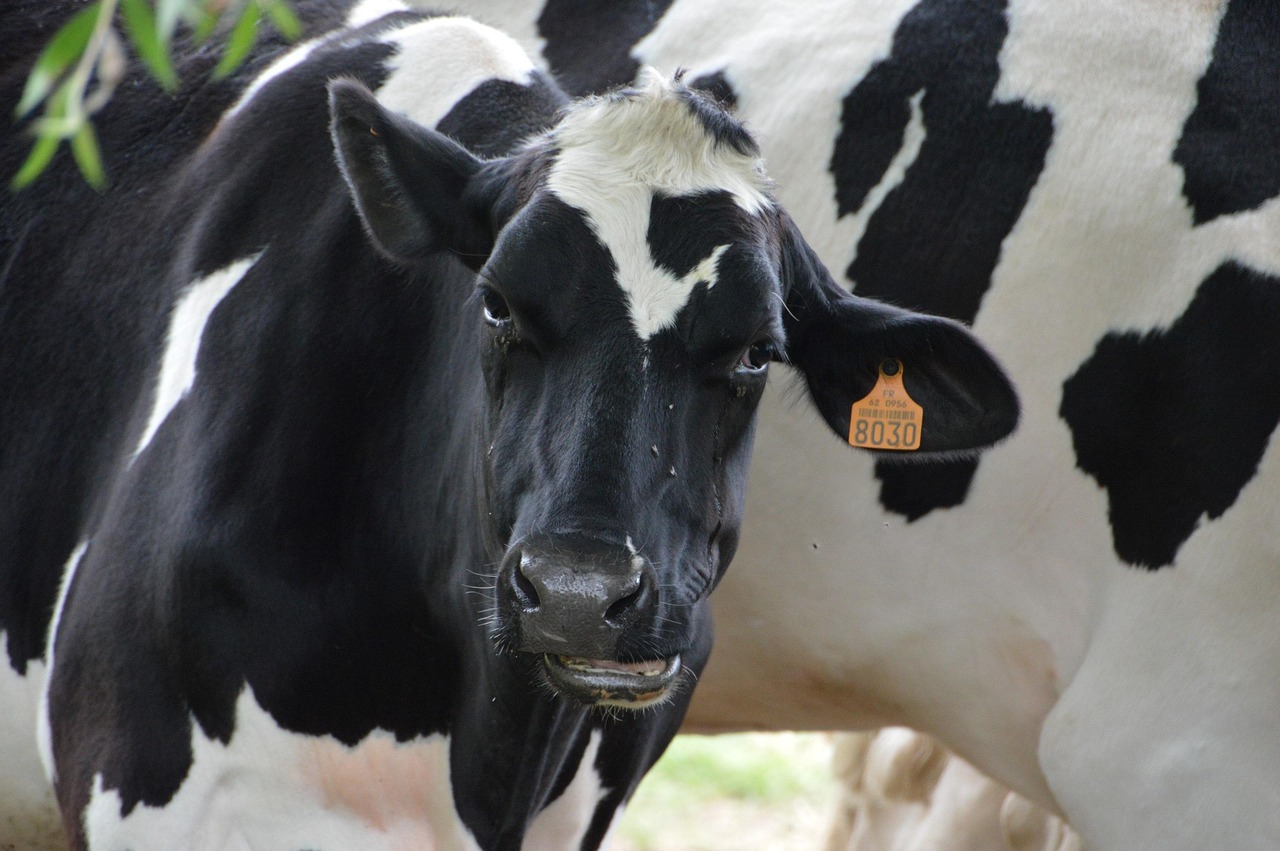200+ Free Black White Cows & Cow Images - Pixabay