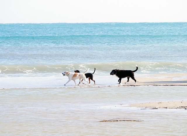 30,000+ Free Dogs On Beach & Beach Images - Pixabay