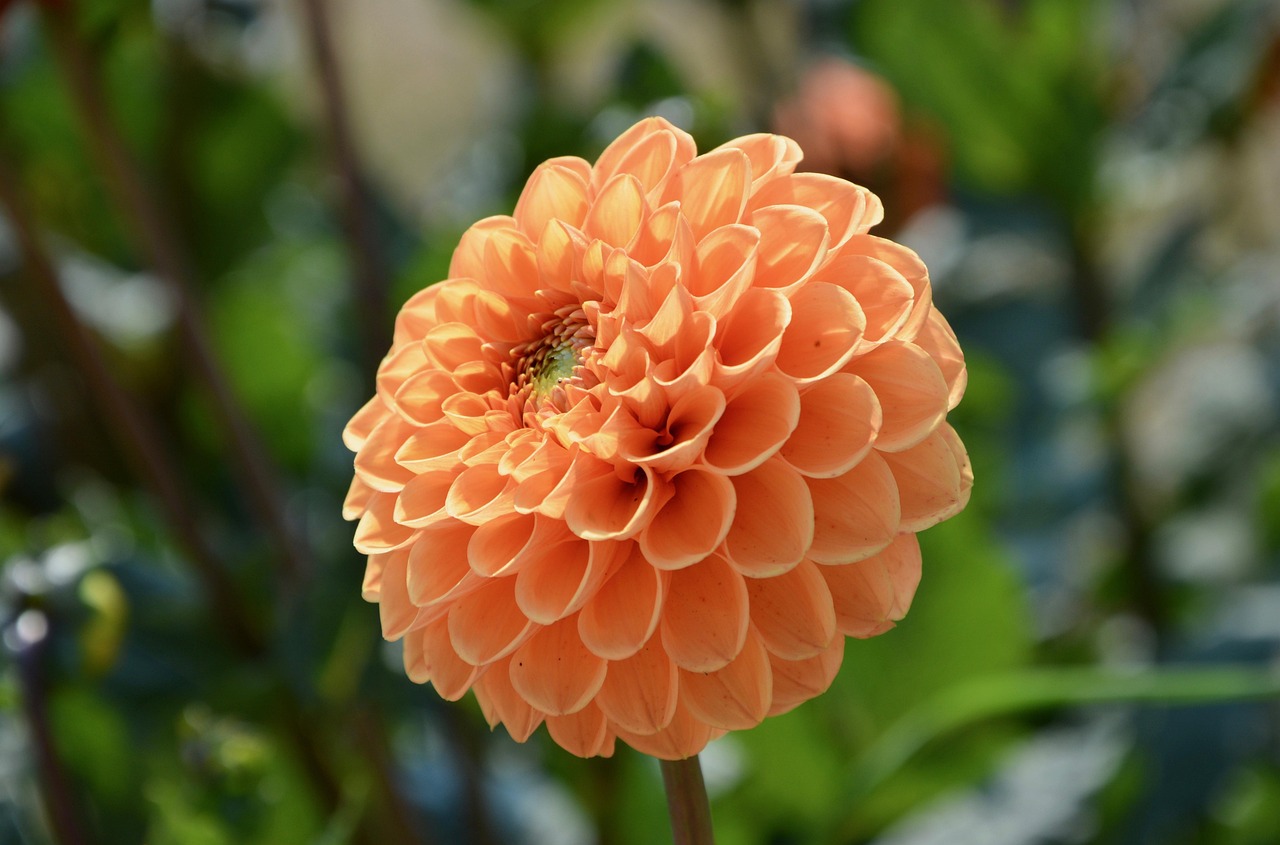 Flower Plant Nature - Free photo on Pixabay - Pixabay
