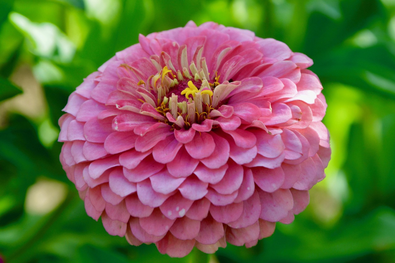 Flower Plant Spring - Free photo on Pixabay - Pixabay