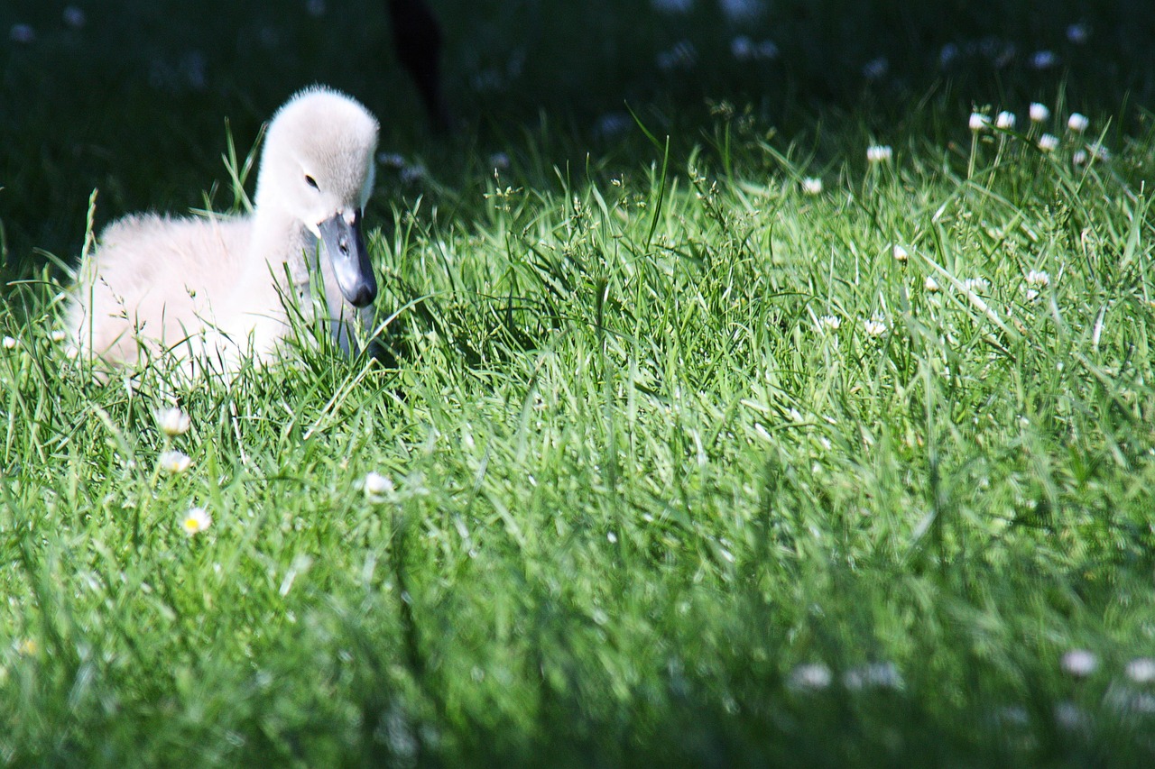 Swan Baby Cub - Free photo on Pixabay - Pixabay