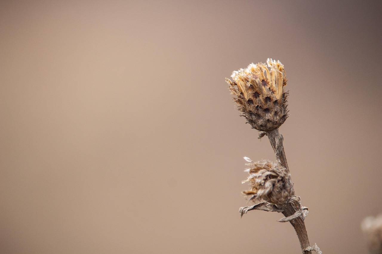Dry Plant Plants Herbal Free Photo On Pixabay Pixabay