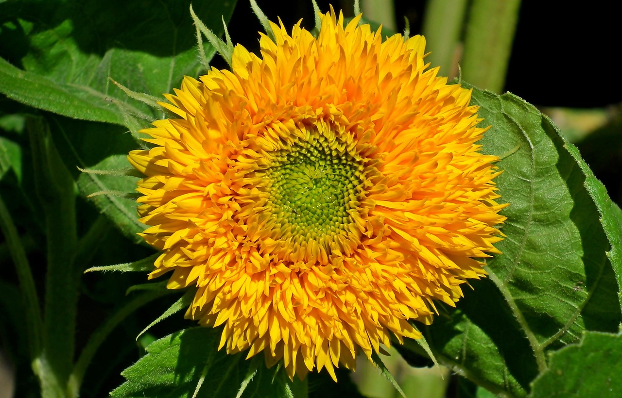 600+ Free Ornate Flower & Ornate Images - Pixabay