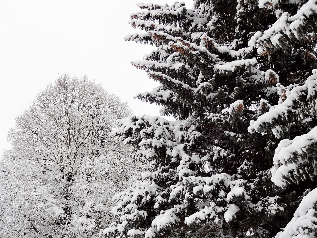 Winter Frost Snow - Free photo on Pixabay - Pixabay Winter Frost Snow - Free photo on Pixabay - Pixabay