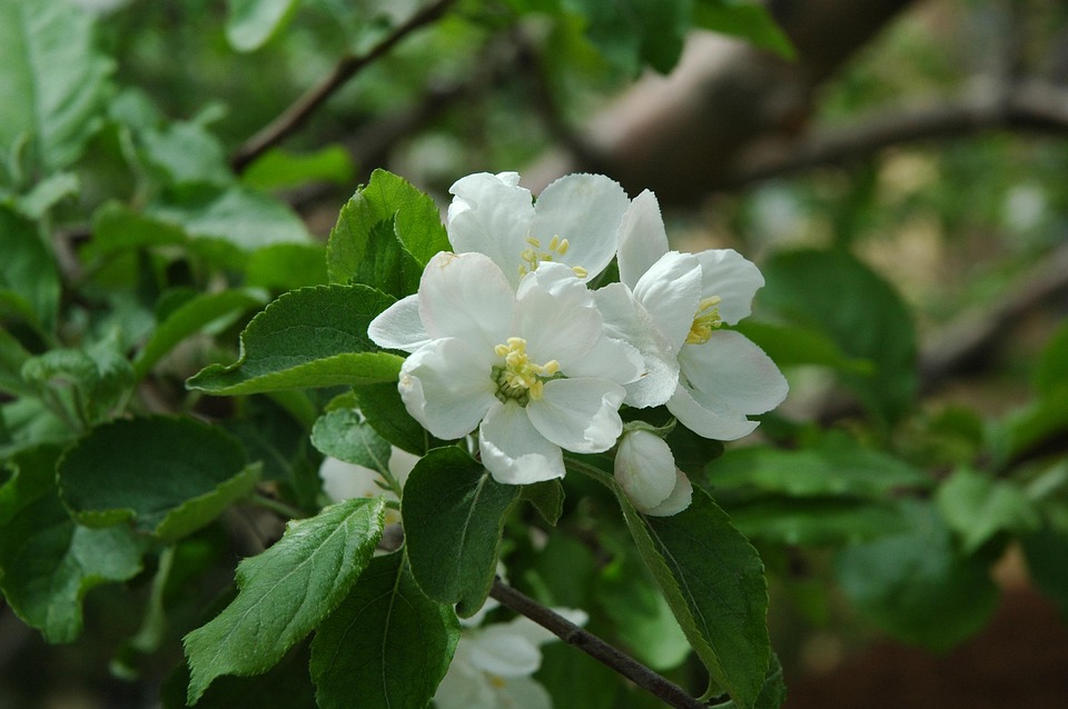 Apple Flower Blossom Green - Free photo on Pixabay