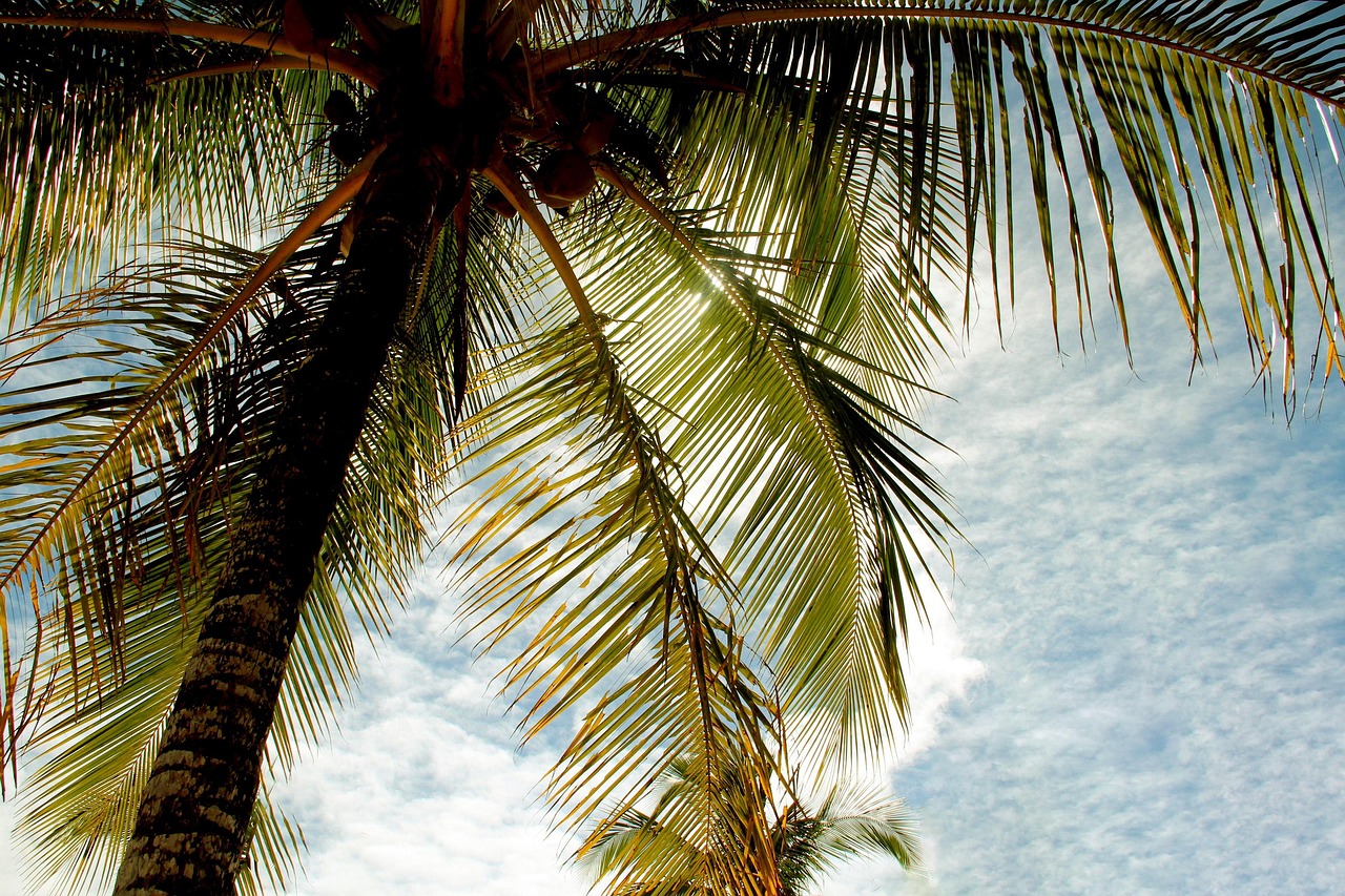 Árbol De Coco Bahia - Foto gratis en Pixabay - Pixabay