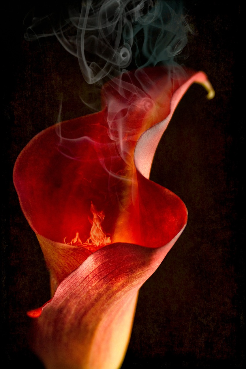 40+ Free Fire Lily & Flower Photos - Pixabay