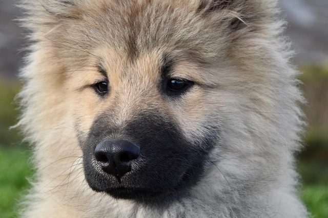 Perro Joven Retrato De - Foto gratis en Pixabay - Pixabay