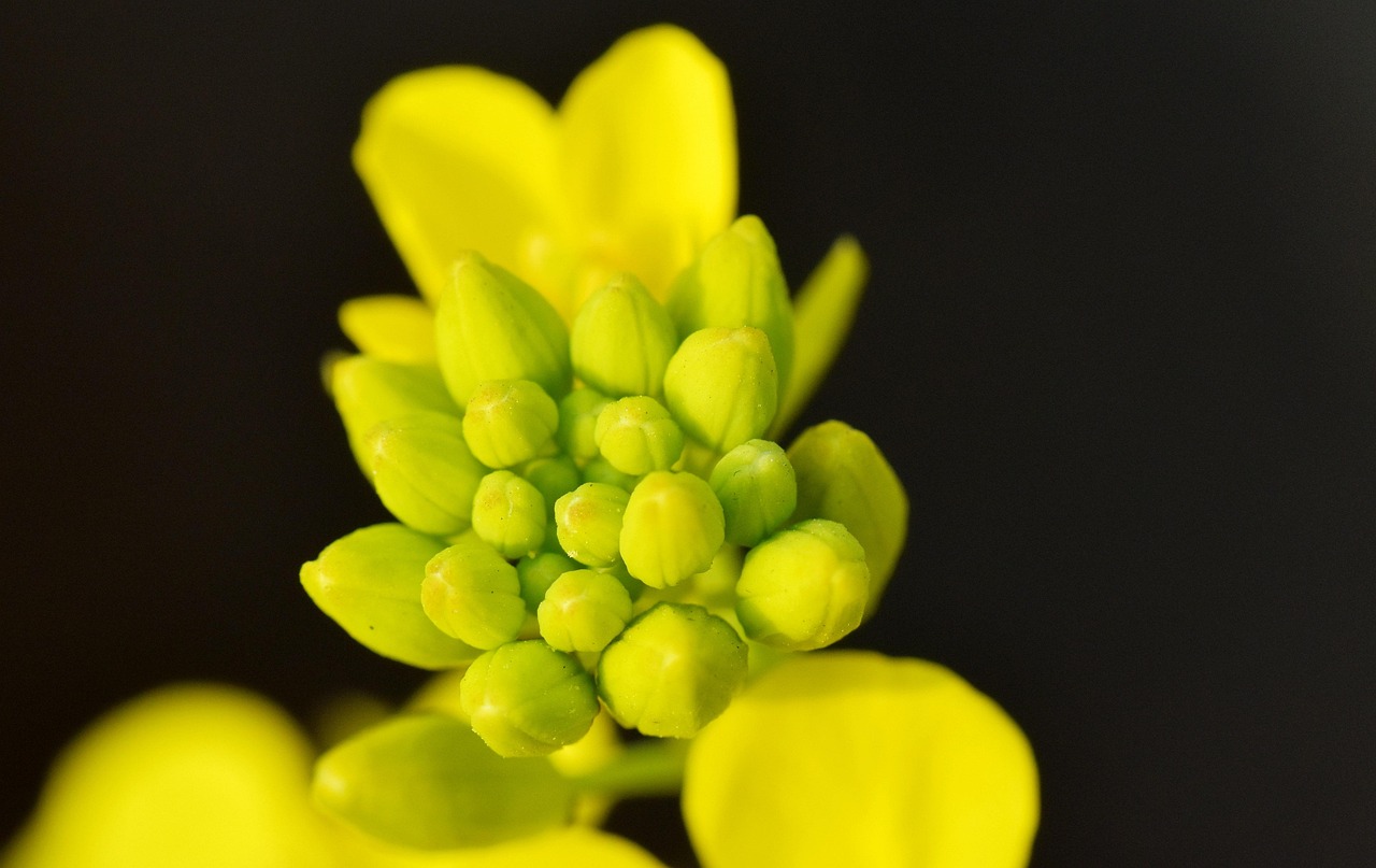 100+ Free 겨자 & Mustard Images - Pixabay