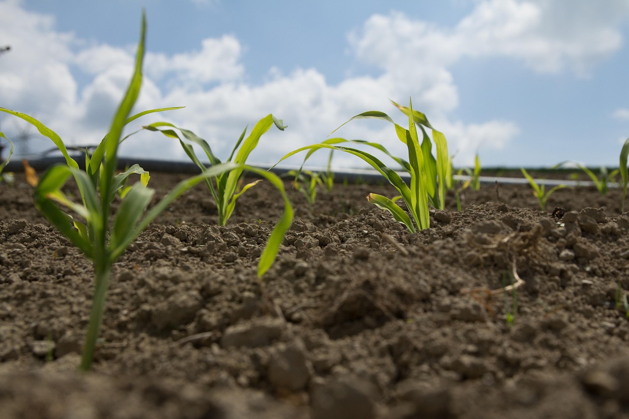 Corn Field Clouds - Free photo on Pixabay - Pixabay