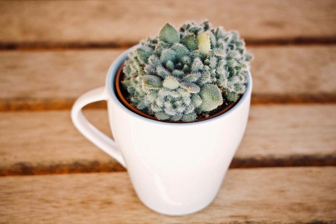4,000+ Succulent Pictures & Images [HD] - Pixabay