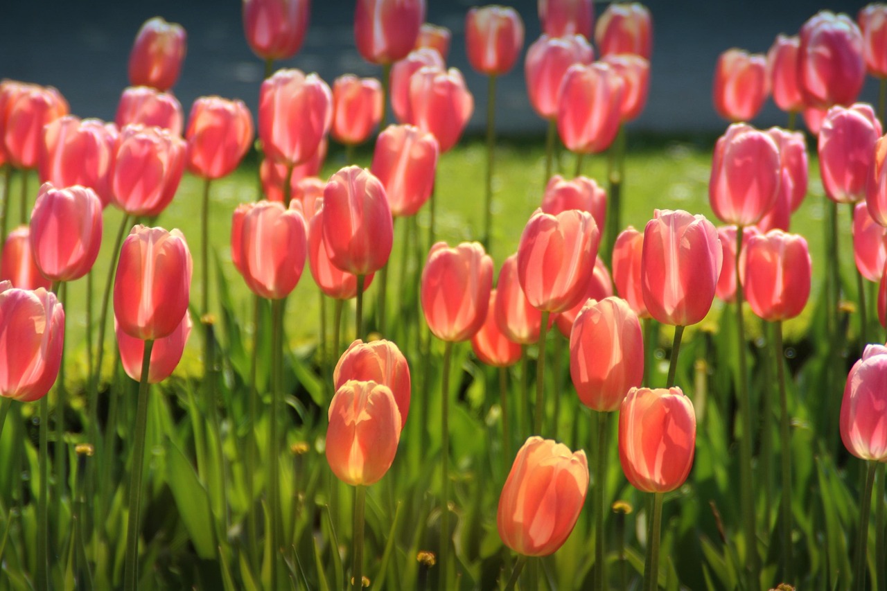 Tulips Bed Shining - Free photo on Pixabay - Pixabay