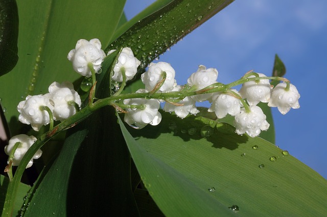 Lily Of The Valley Plant Spring - Free photo on Pixabay - Pixabay