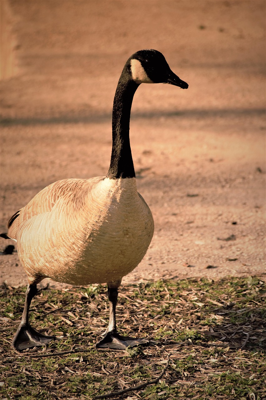 Goose Nature Animals - Free photo on Pixabay - Pixabay