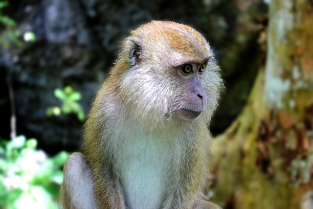 Mono Fauna Silvestre Primate - Foto gratis en Pixabay - Pixabay