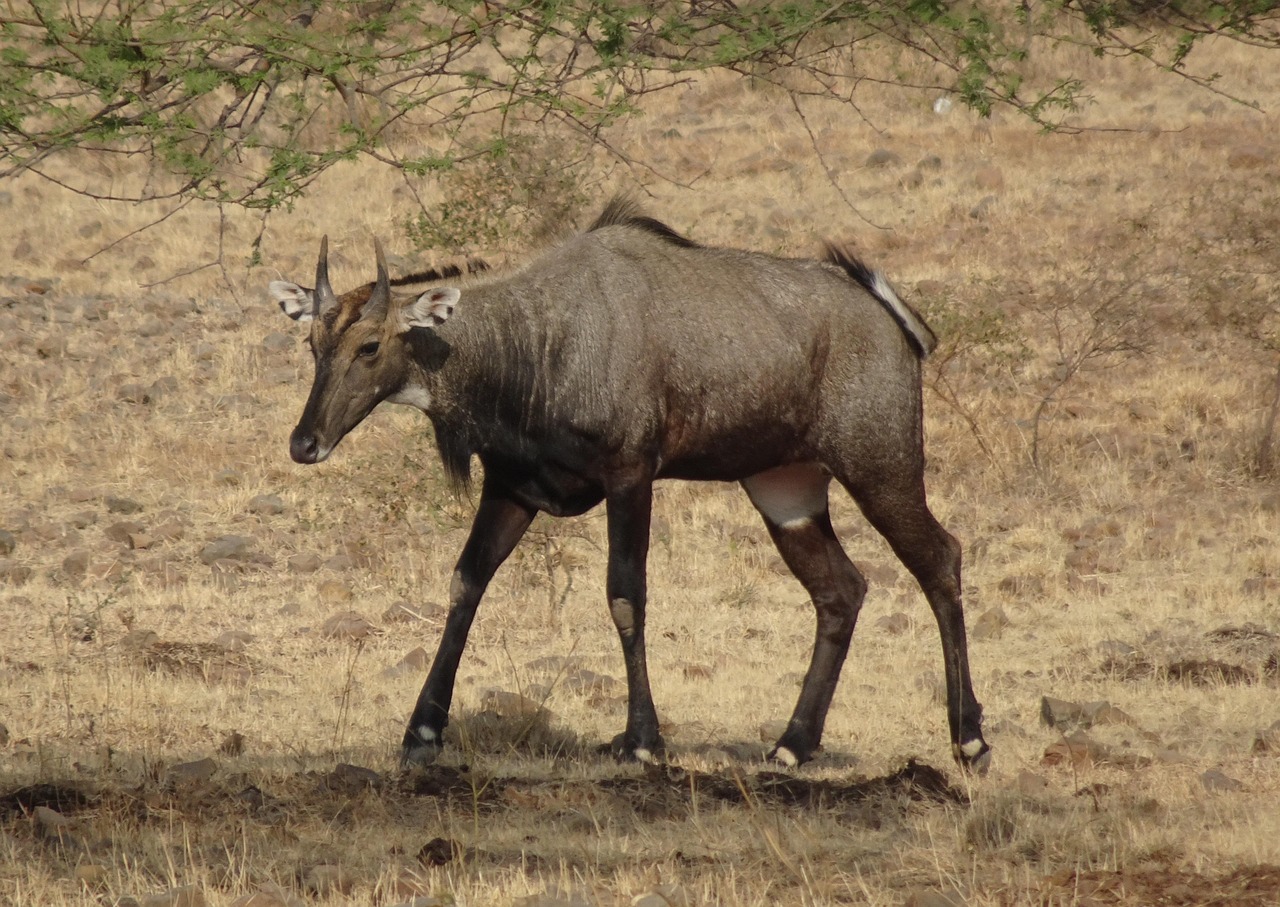 Nilgai Antelope Animal - Free photo on Pixabay - Pixabay