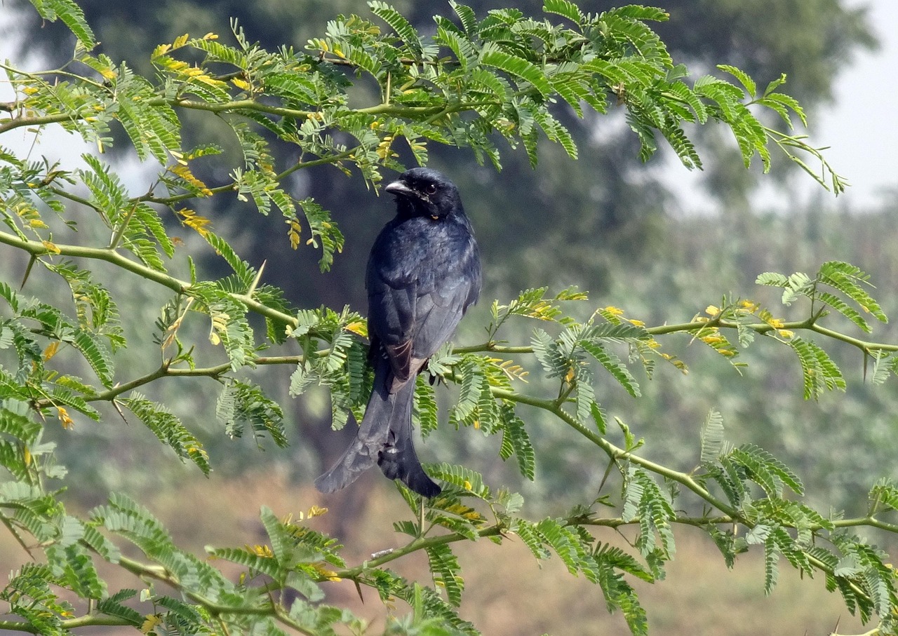 Bird Drongo Black Dicrurus - Free photo on Pixabay - Pixabay