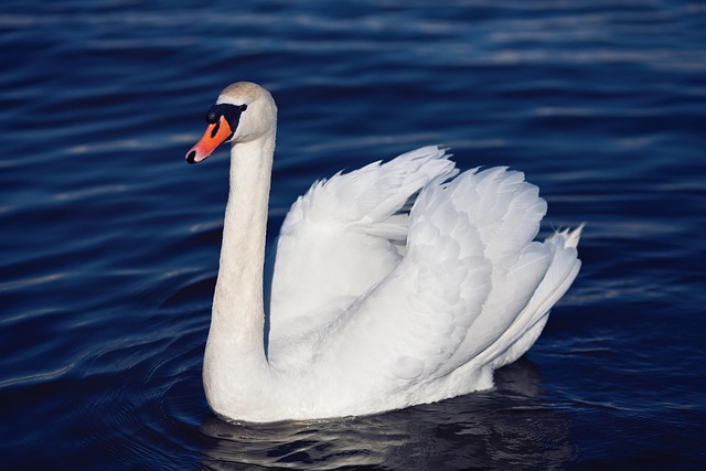 Naturaleza Cisne Pájaro - Foto gratis en Pixabay - Pixabay